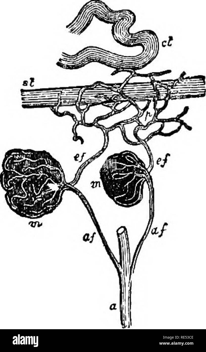 . The comparative anatomy of the domesticated animals. Veterinary ...