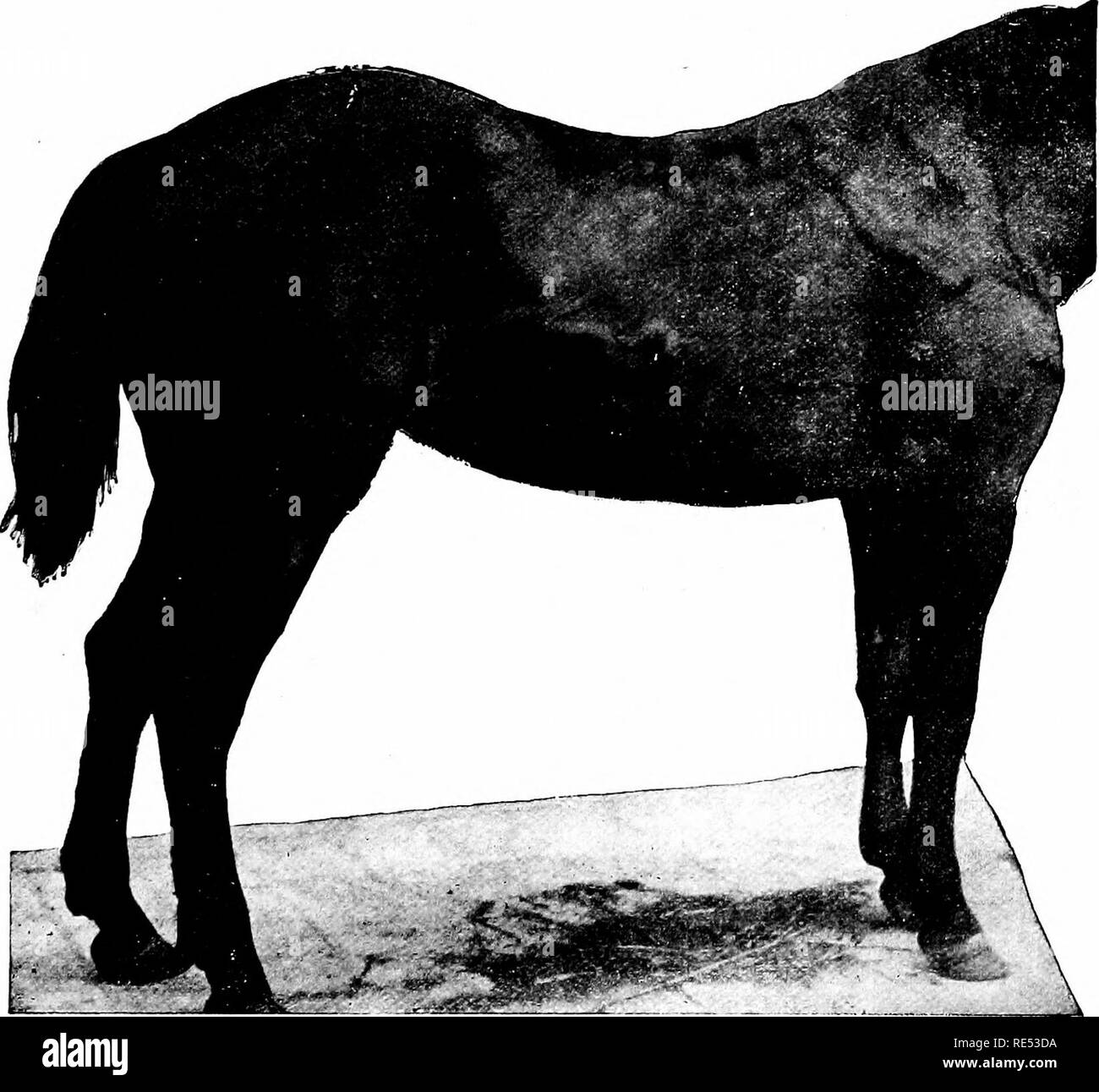 . Special pathology and therapeutics of the diseases of domestic ...