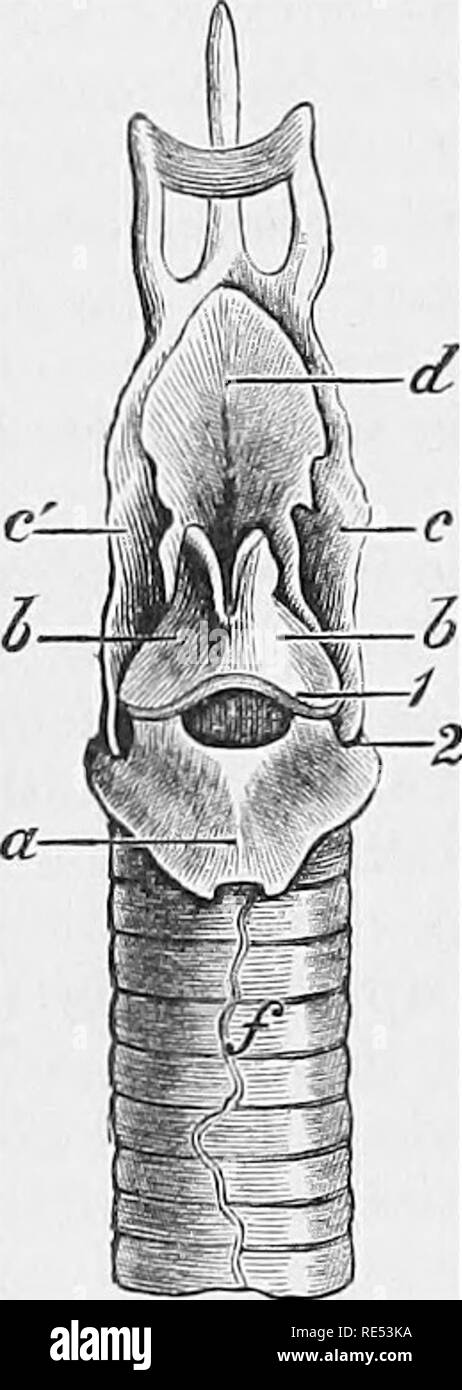 Hyoid apparatus Black and White Stock Photos & Images - Alamy