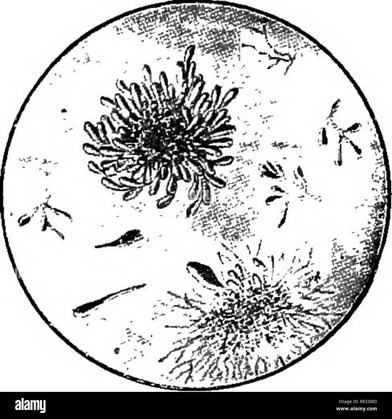 Species mold fungi Black and White Stock Photos & Images - Alamy