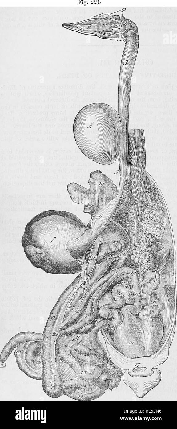 . The comparative anatomy of the domesticated animals. Veterinary ...