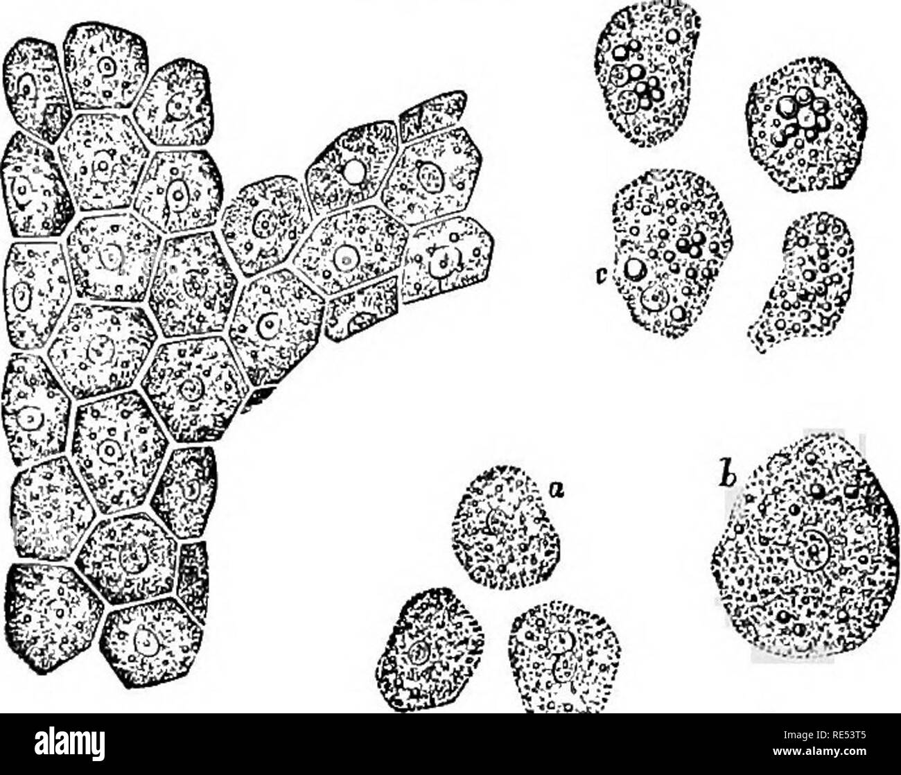 . The comparative anatomy of the domesticated animals. Veterinary ...