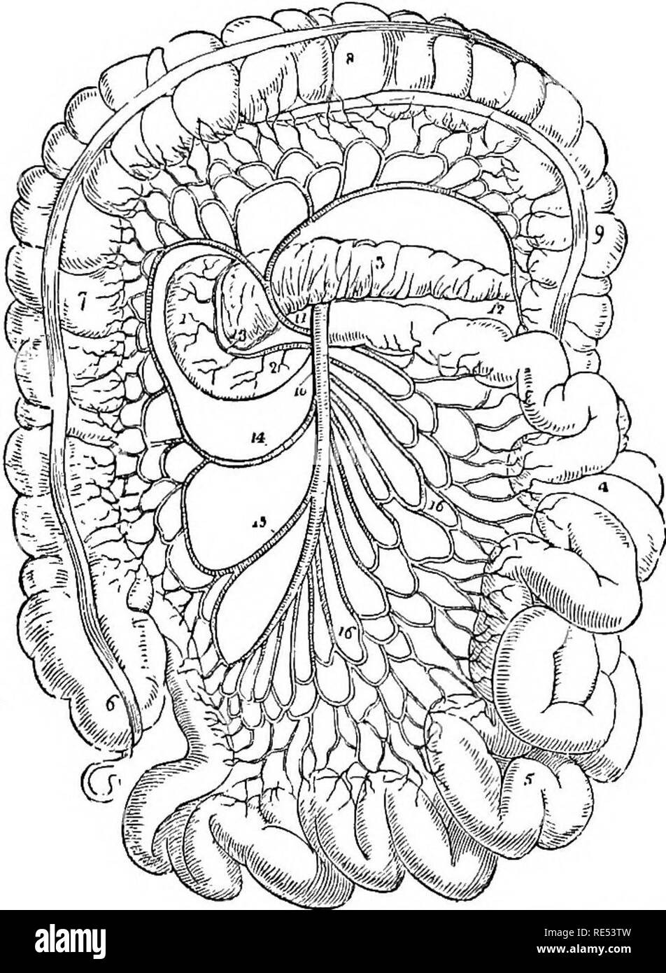 . The comparative anatomy of the domesticated animals. Veterinary ...