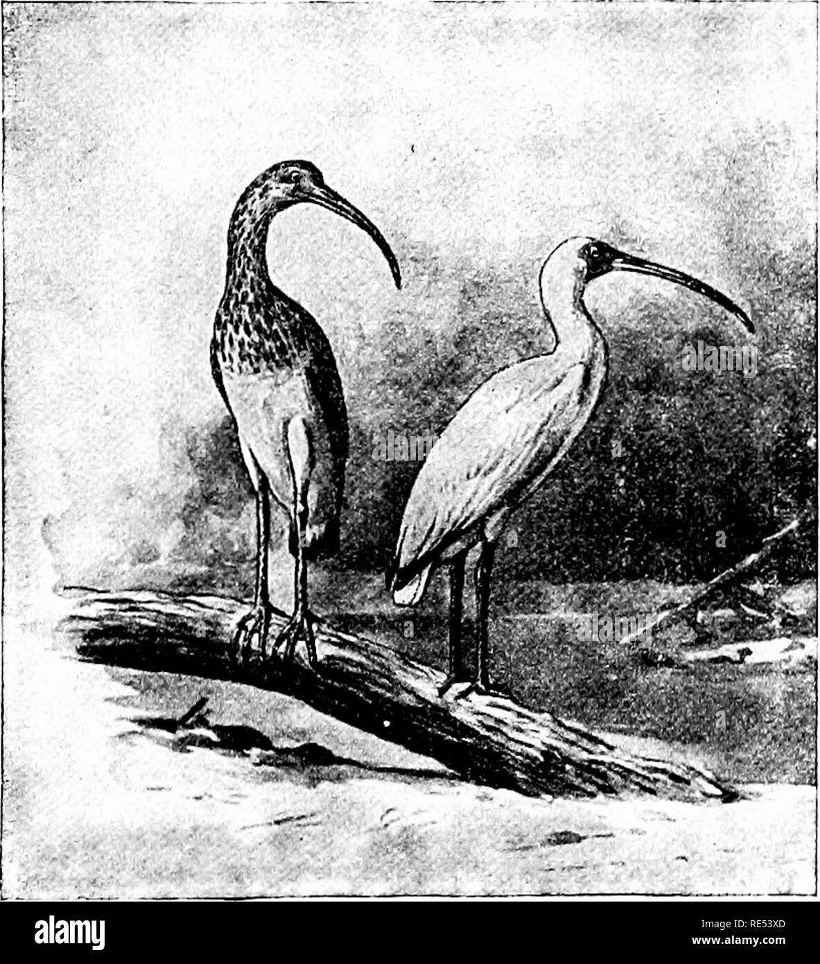 Long curved slender bill Black and White Stock Photos & Images - Alamy
