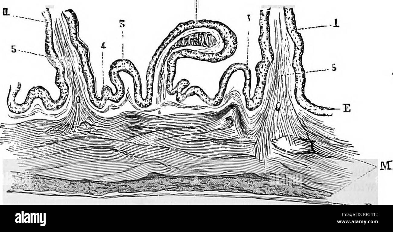 . The comparative anatomy of the domesticated animals. Veterinary ...