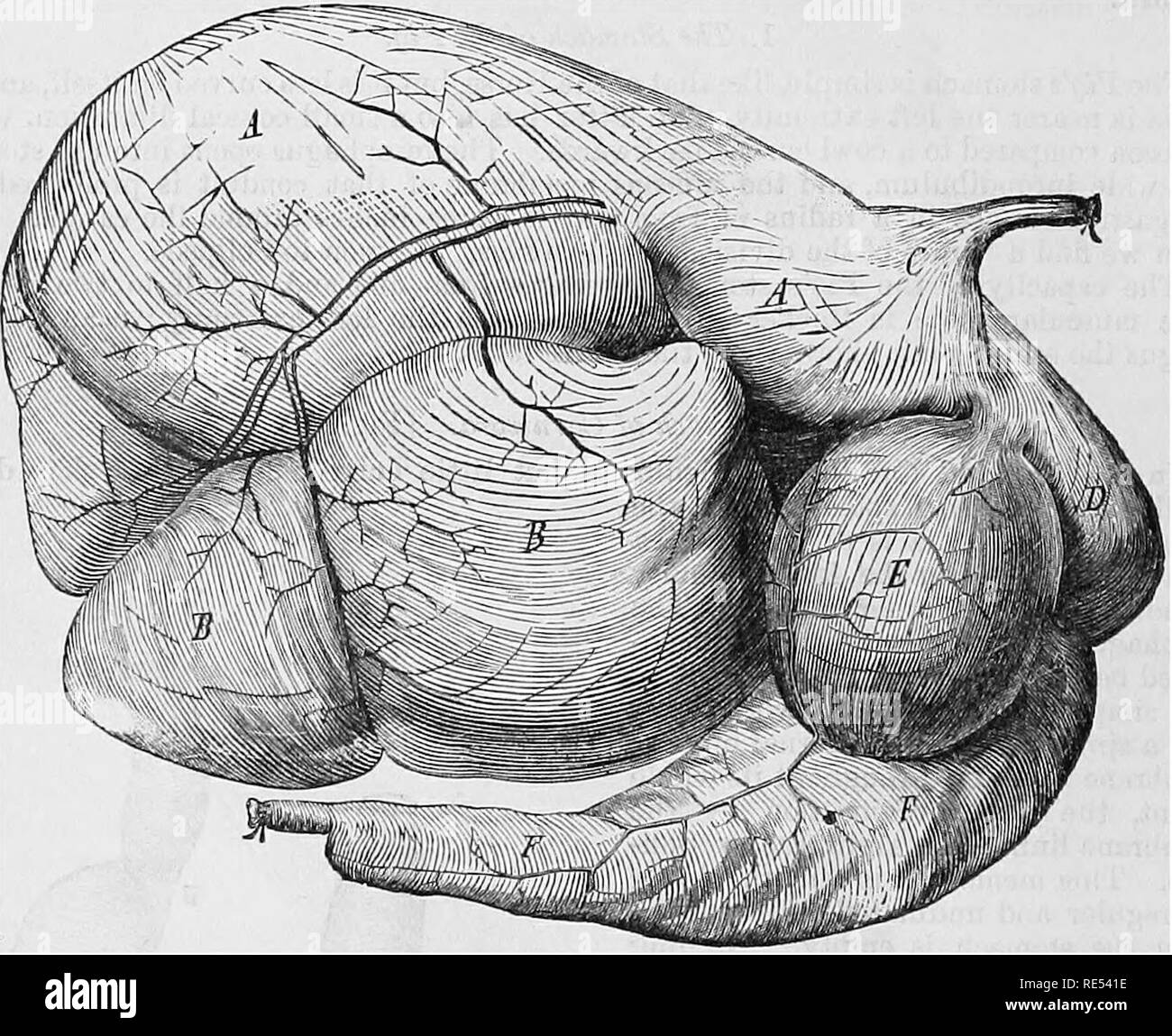 Abomasum Black and White Stock Photos & Images - Alamy