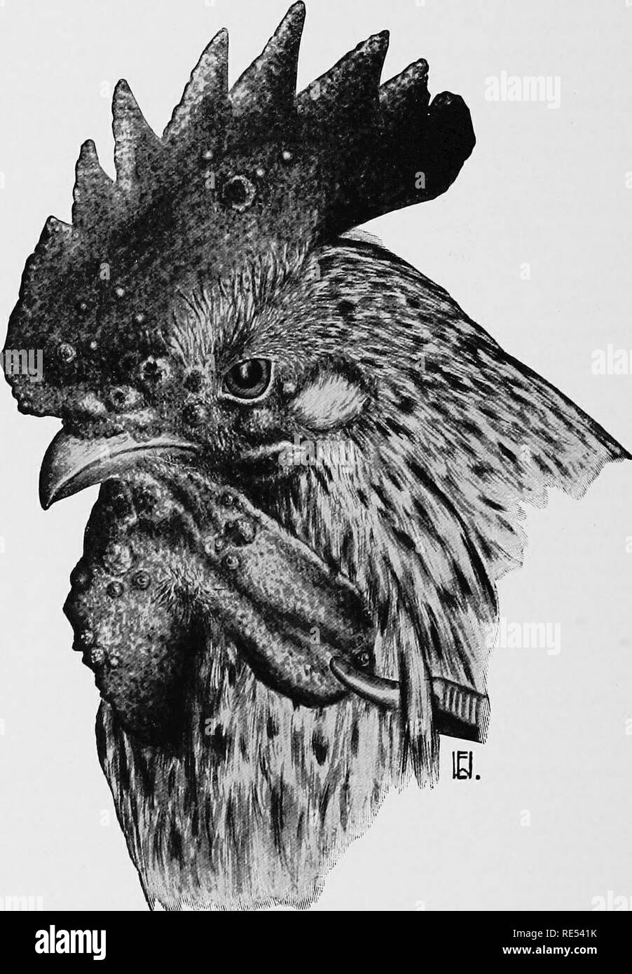 Avian pox Black and White Stock Photos & Images - Alamy