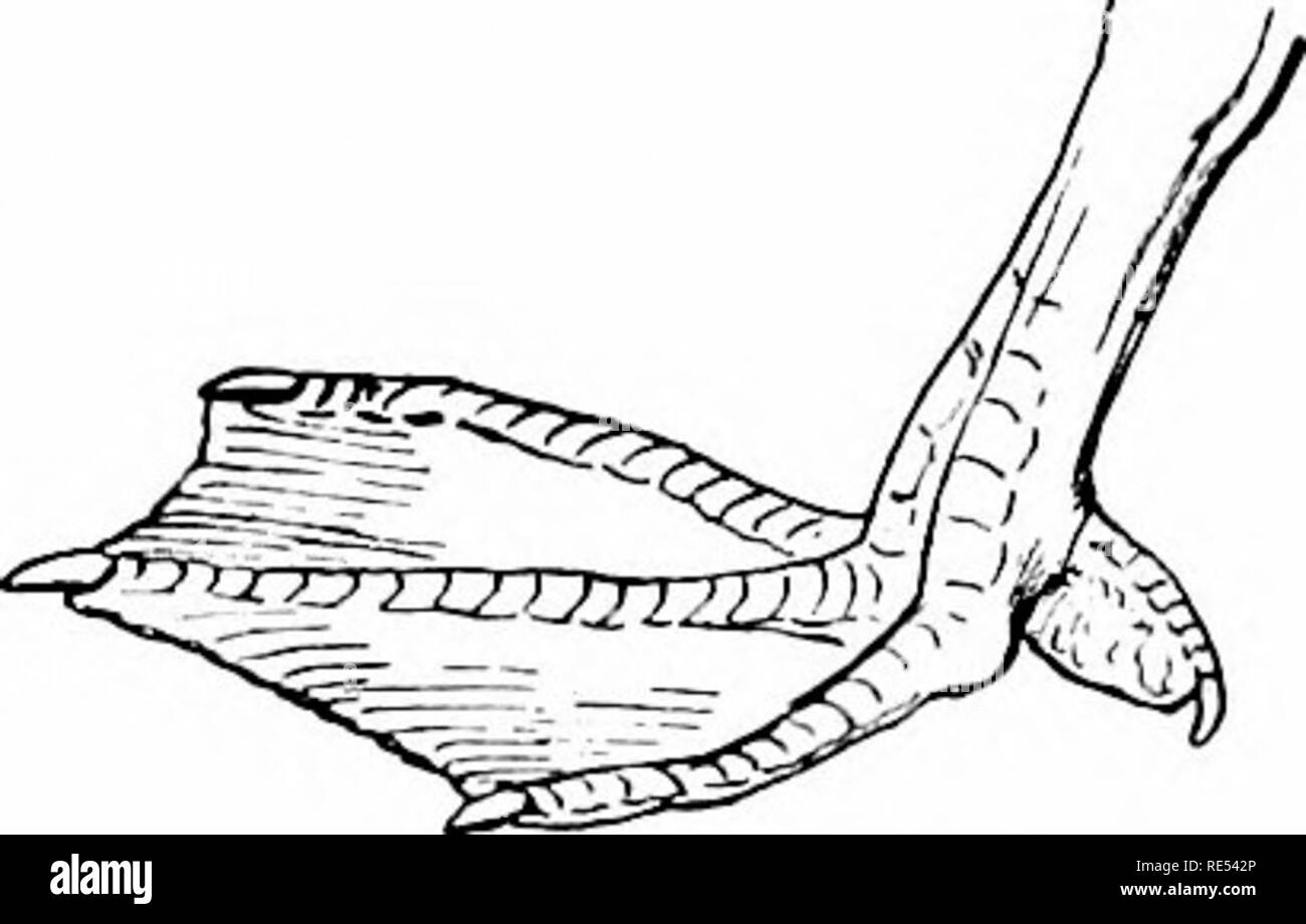 Belly flap Black and White Stock Photos & Images - Alamy