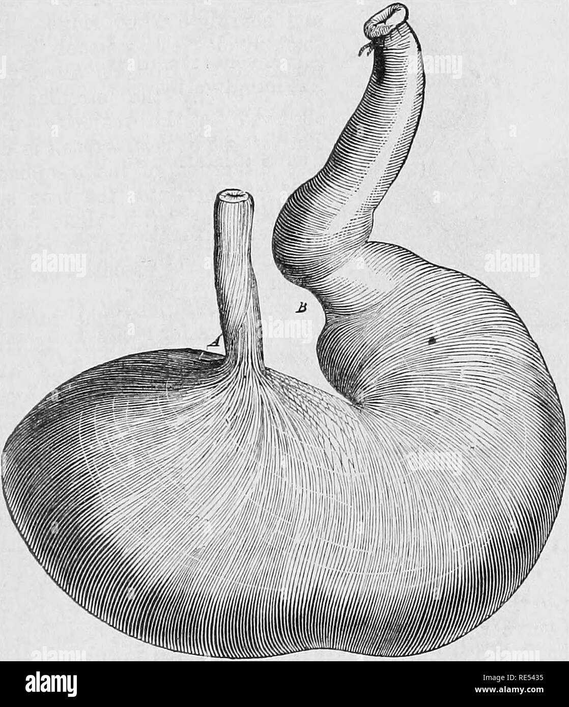 . The comparative anatomy of the domesticated animals. Veterinary ...