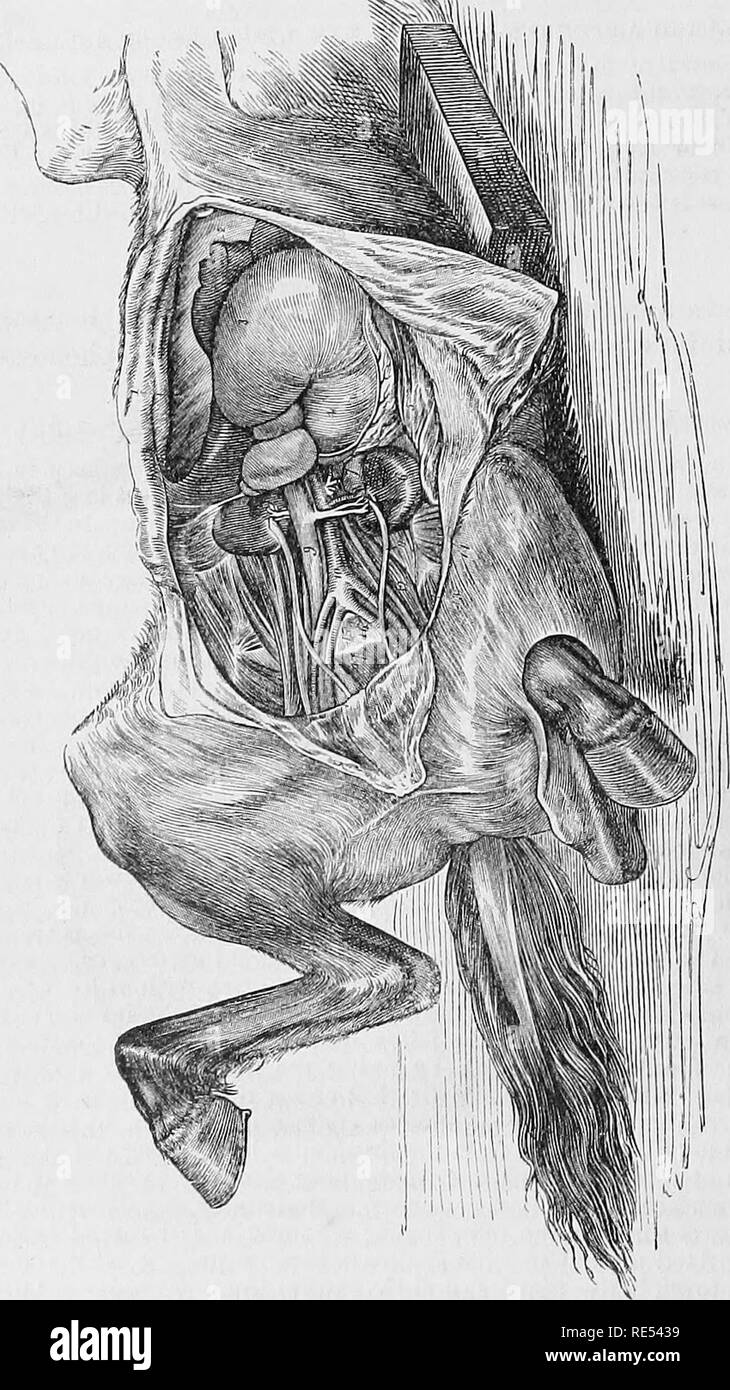 . The comparative anatomy of the domesticated animals. Veterinary ...