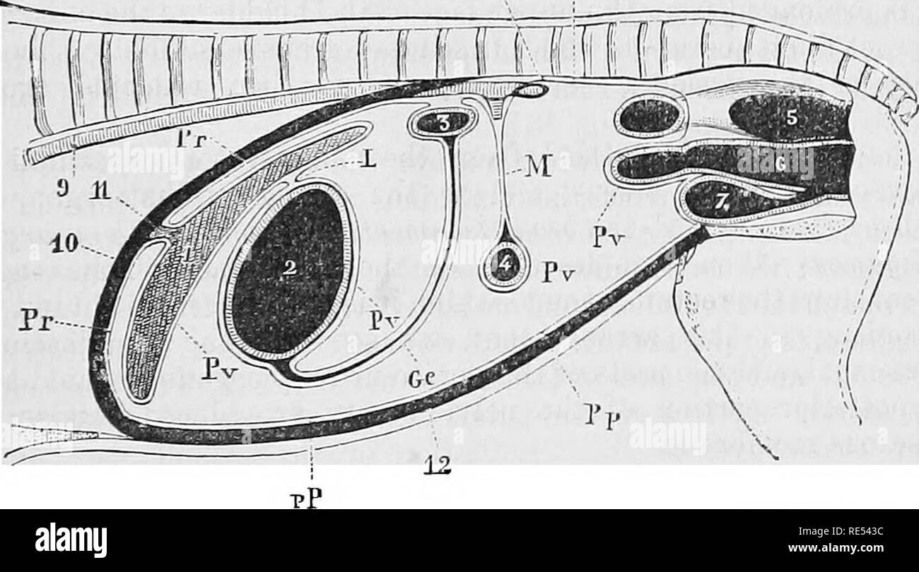 Parietal Peritoneum Frog