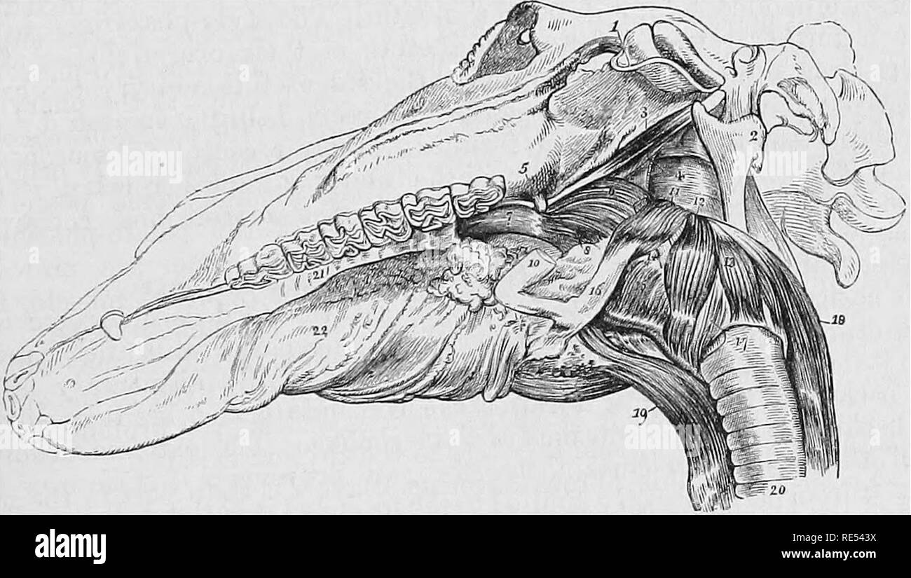. The comparative anatomy of the domesticated animals. Veterinary ...