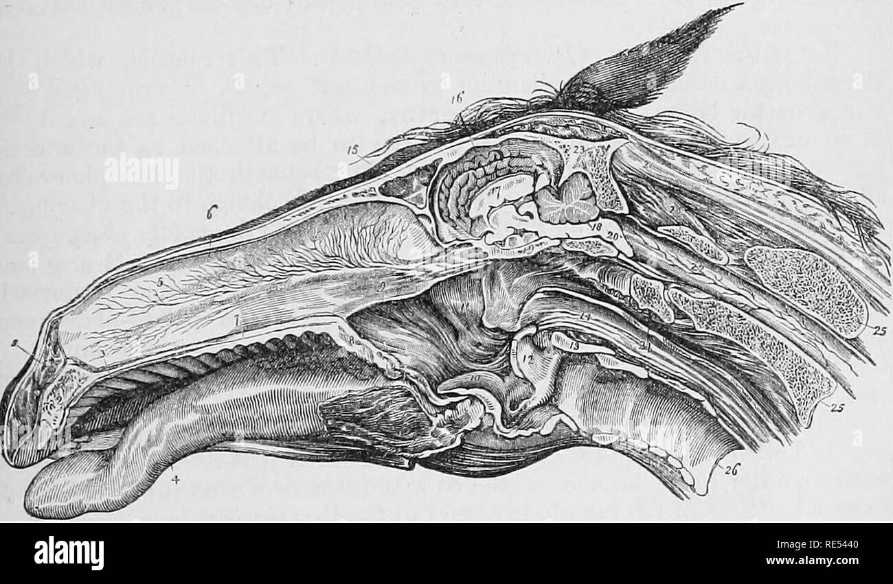 . The comparative anatomy of the domesticated animals. Veterinary ...