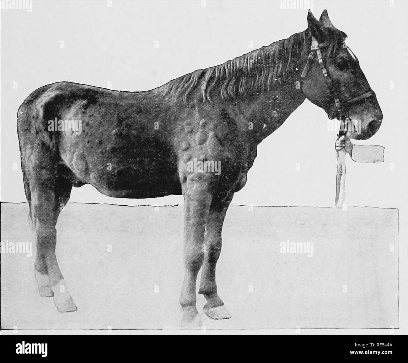 Deformed animals Black and White Stock Photos & Images - Alamy