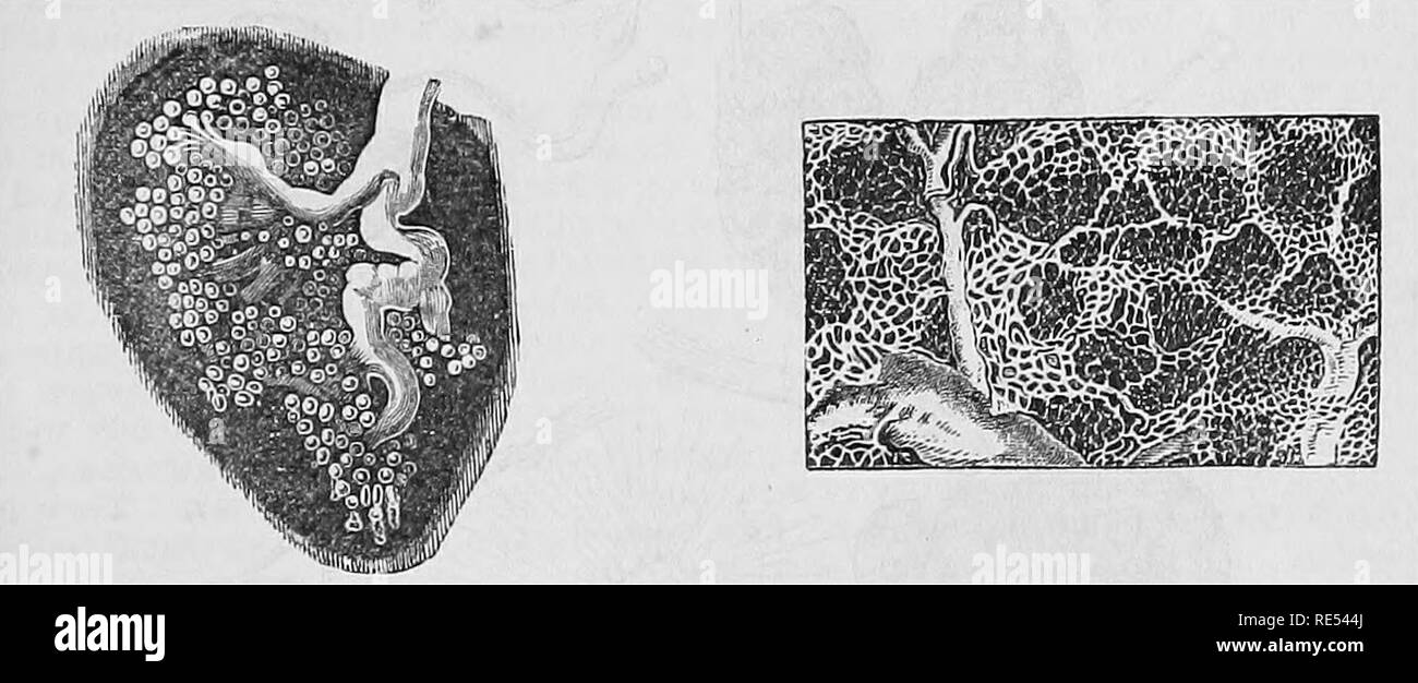 Primary follicles Black and White Stock Photos & Images - Alamy