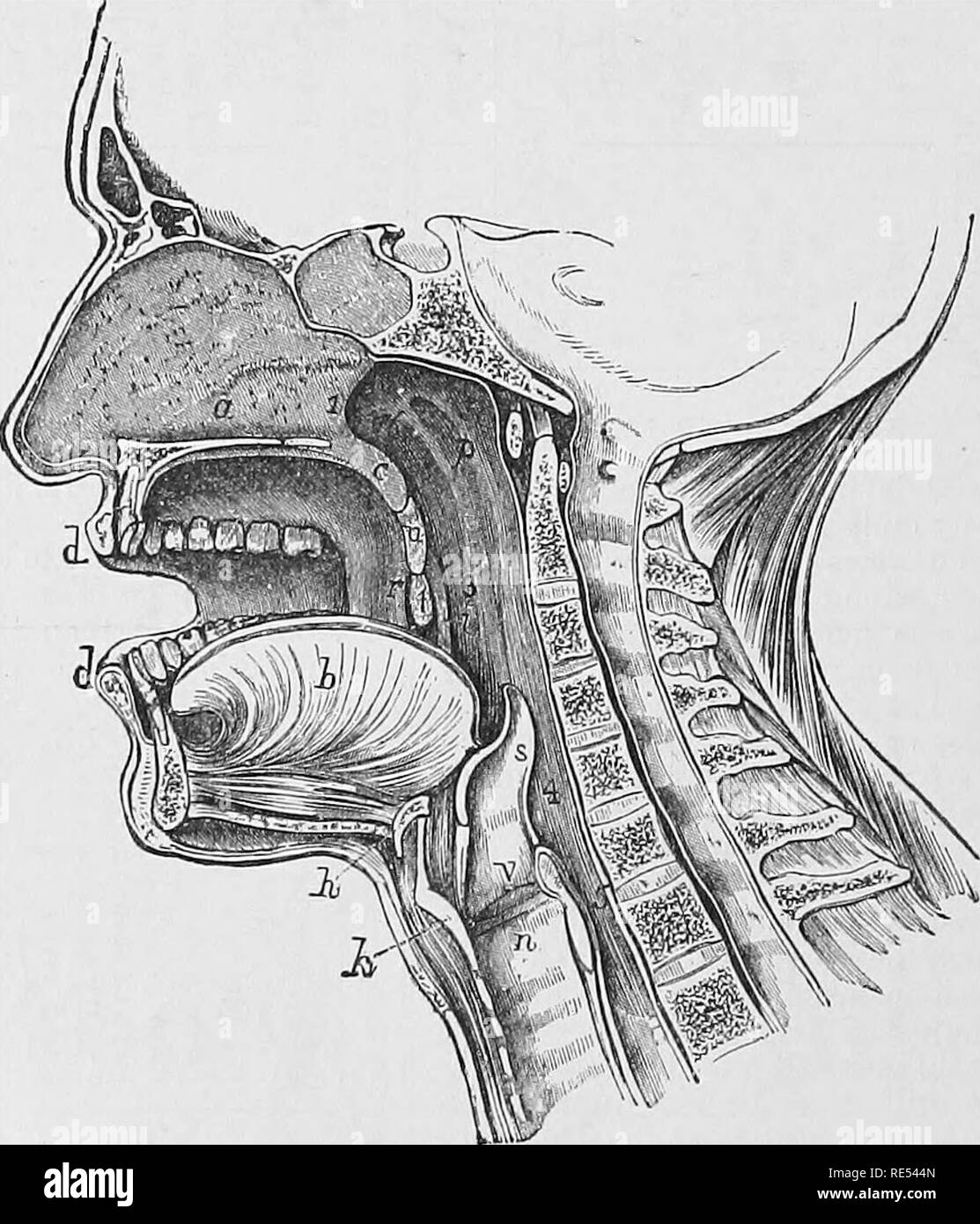 . The comparative anatomy of the domesticated animals. Veterinary ...