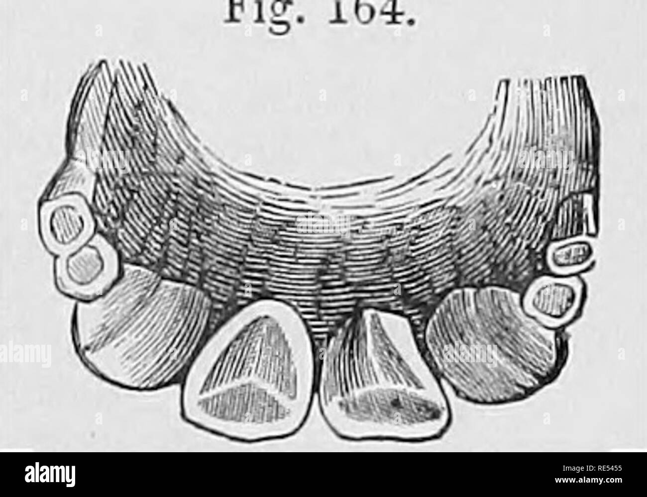 Six molars Black and White Stock Photos & Images - Alamy