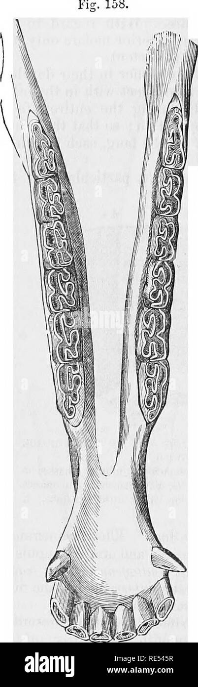 Anterior cavity of the digestive tract Black and White Stock Photos ...