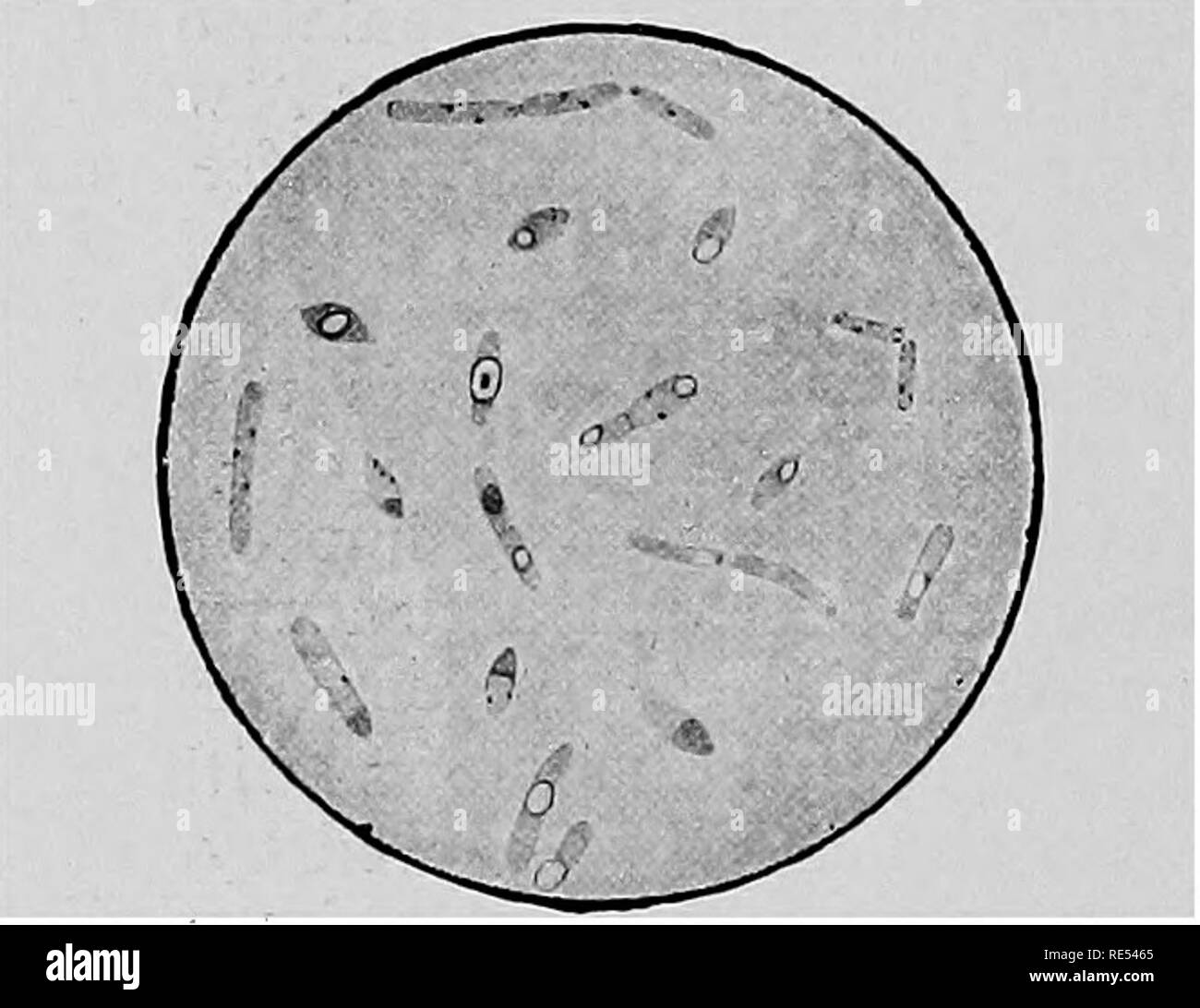Flagella staining hi-res stock photography and images - Alamy