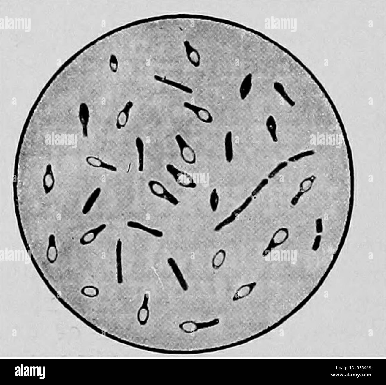 Malignum hi-res stock photography and images - Alamy