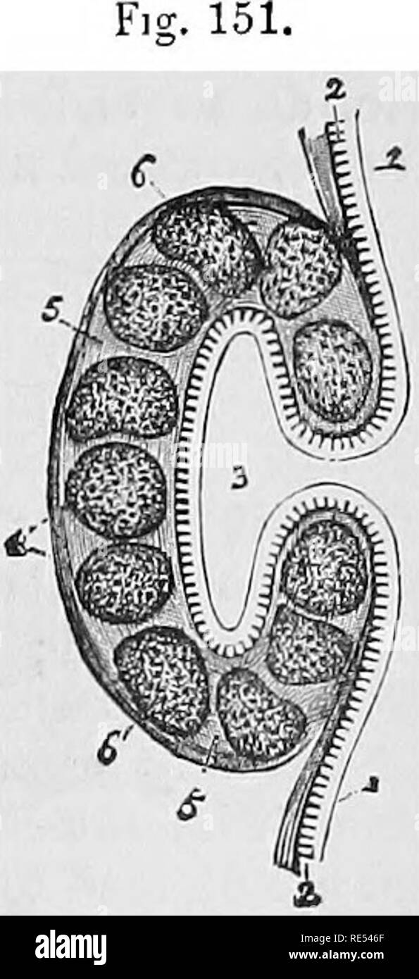 . The comparative anatomy of the domesticated animals. Veterinary ...