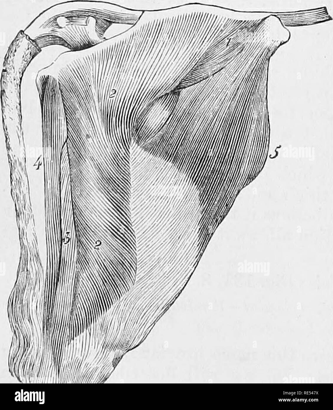 . The comparative anatomy of the domesticated animals. Veterinary ...