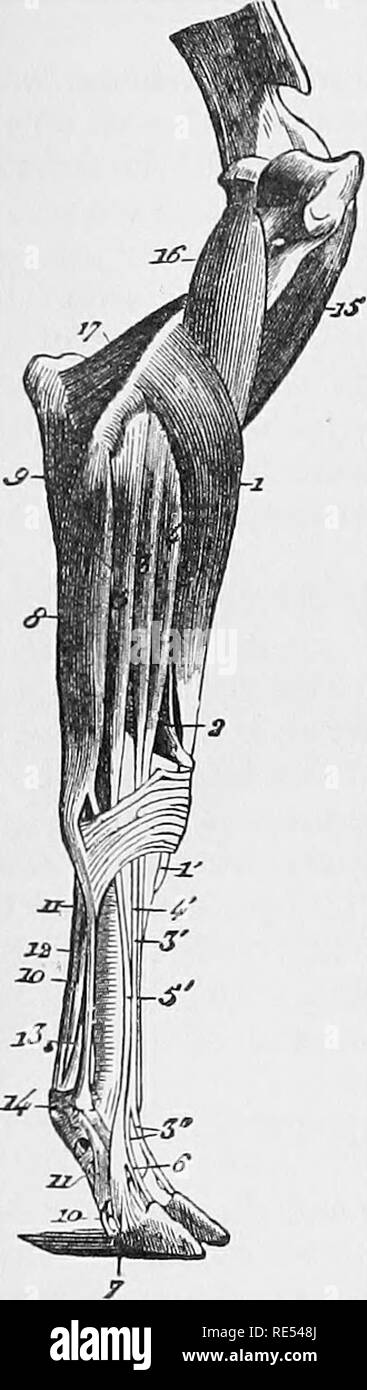 . The comparative anatomy of the domesticated animals. Veterinary ...