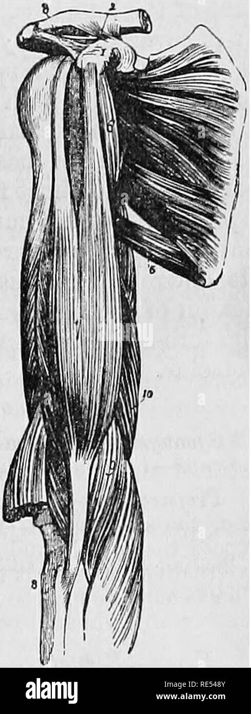 Limbs of the pig anatomy hi-res stock photography and images - Alamy