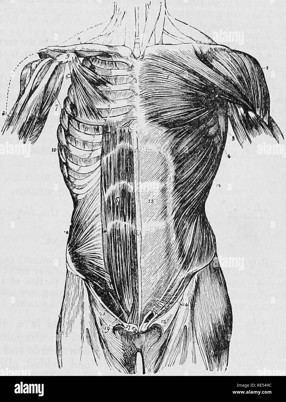 . The comparative anatomy of the domesticated animals. Veterinary ...