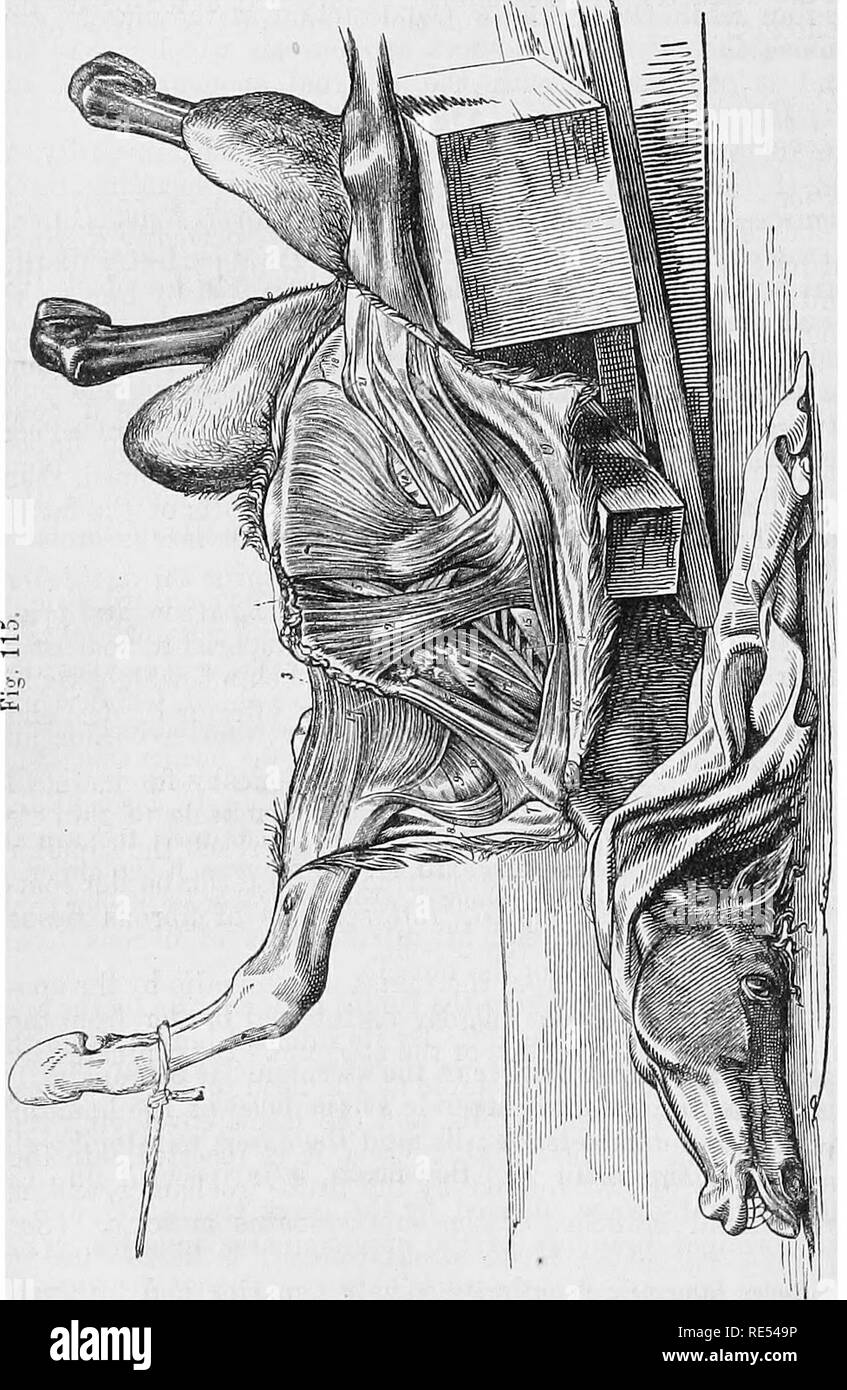Upper chest muscles anatomy hi-res stock photography and images - Alamy