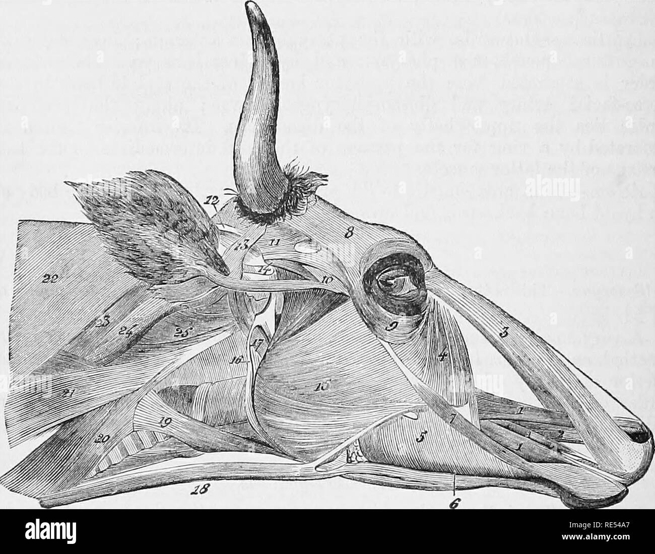 Orbicular muscles hi-res stock photography and images - Alamy