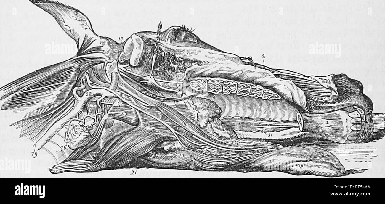 . The comparative anatomy of the domesticated animals. Veterinary ...