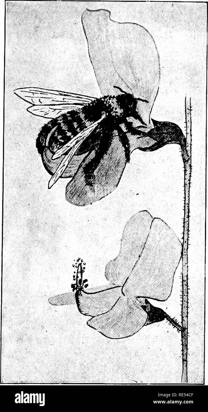 Manual pollination Black and White Stock Photos & Images - Alamy