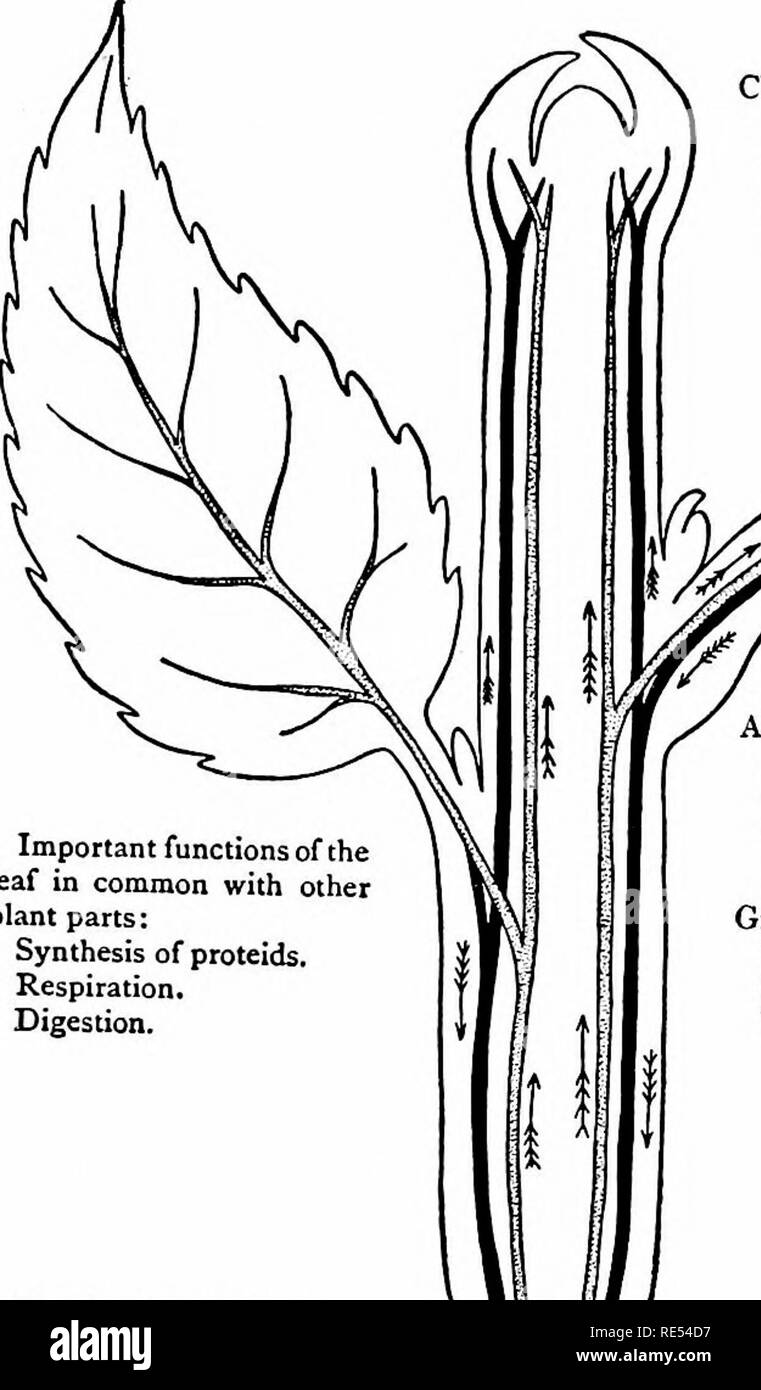 . Nature-study; a manual for teachers and students. Nature study. Chief ...
