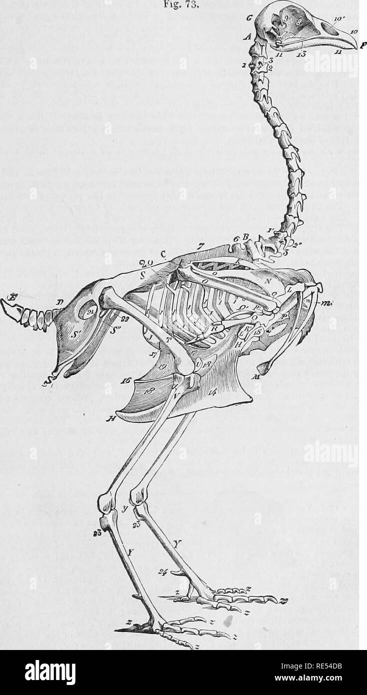 . The comparative anatomy of the domesticated animals. Veterinary ...