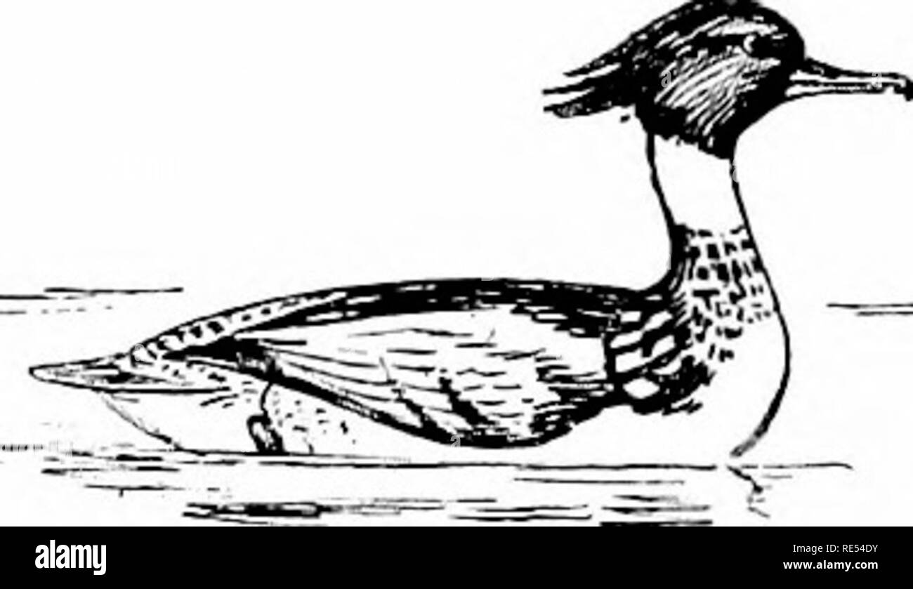 Tooth like serrations hi-res stock photography and images - Alamy