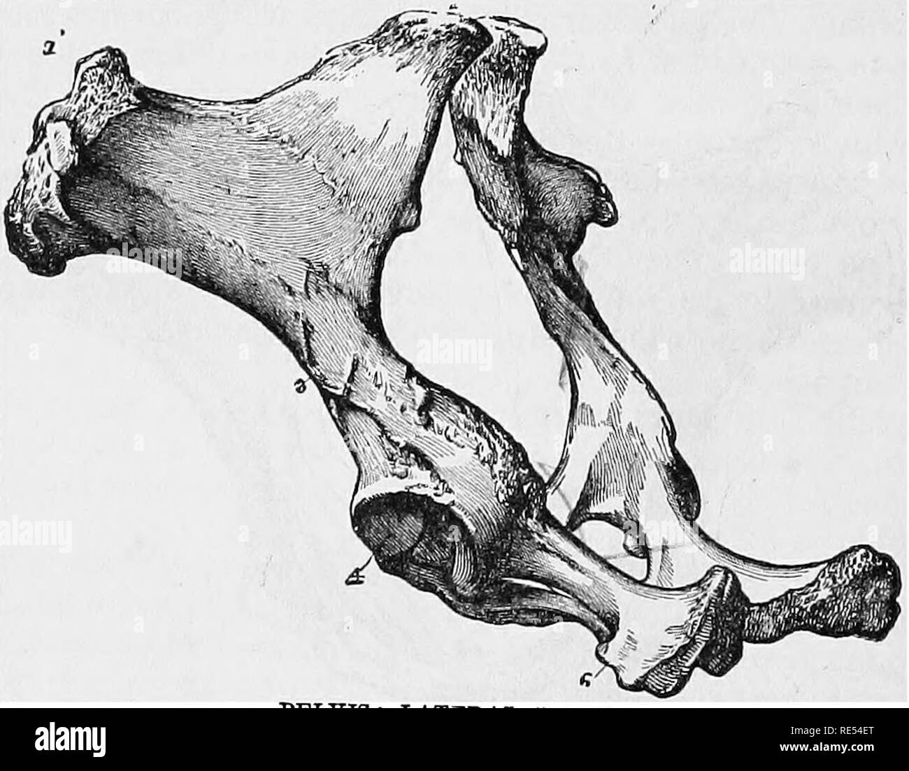 Cotyloid cavity Black and White Stock Photos & Images - Alamy