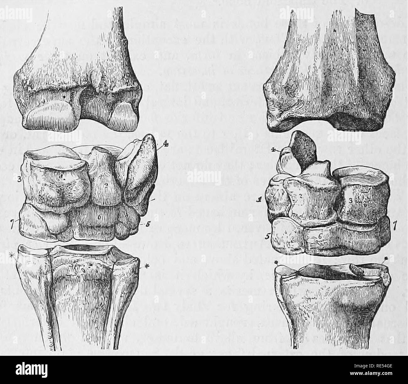 . The comparative anatomy of the domesticated animals. Veterinary ...