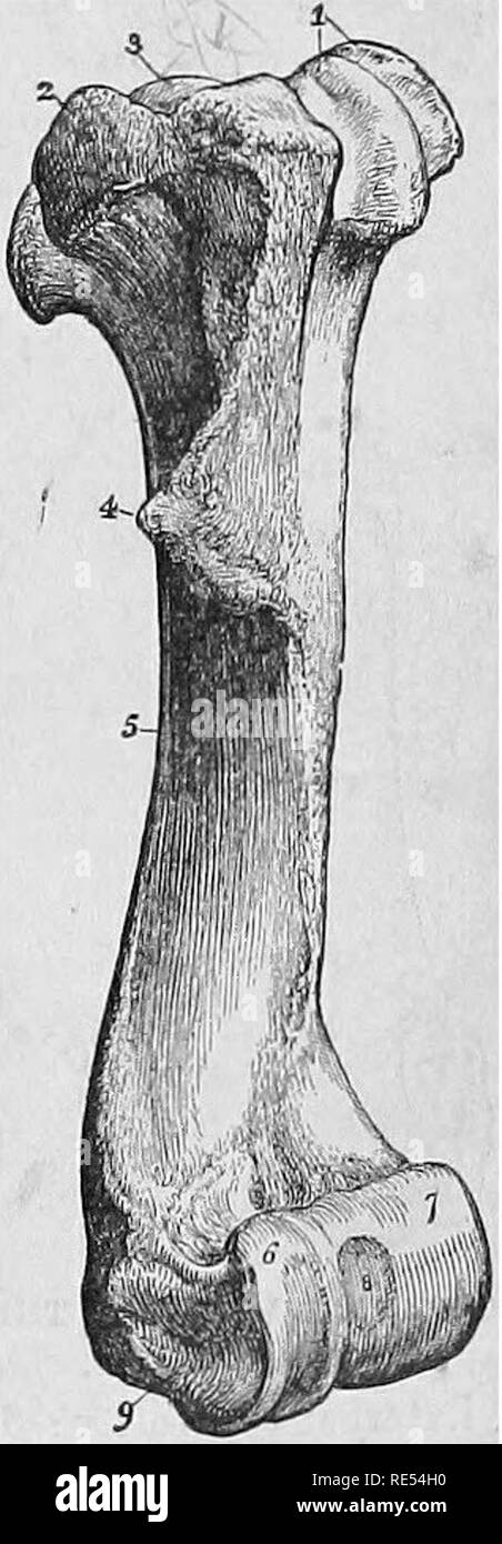 Inferior angle of the scapula hi-res stock photography and images - Alamy