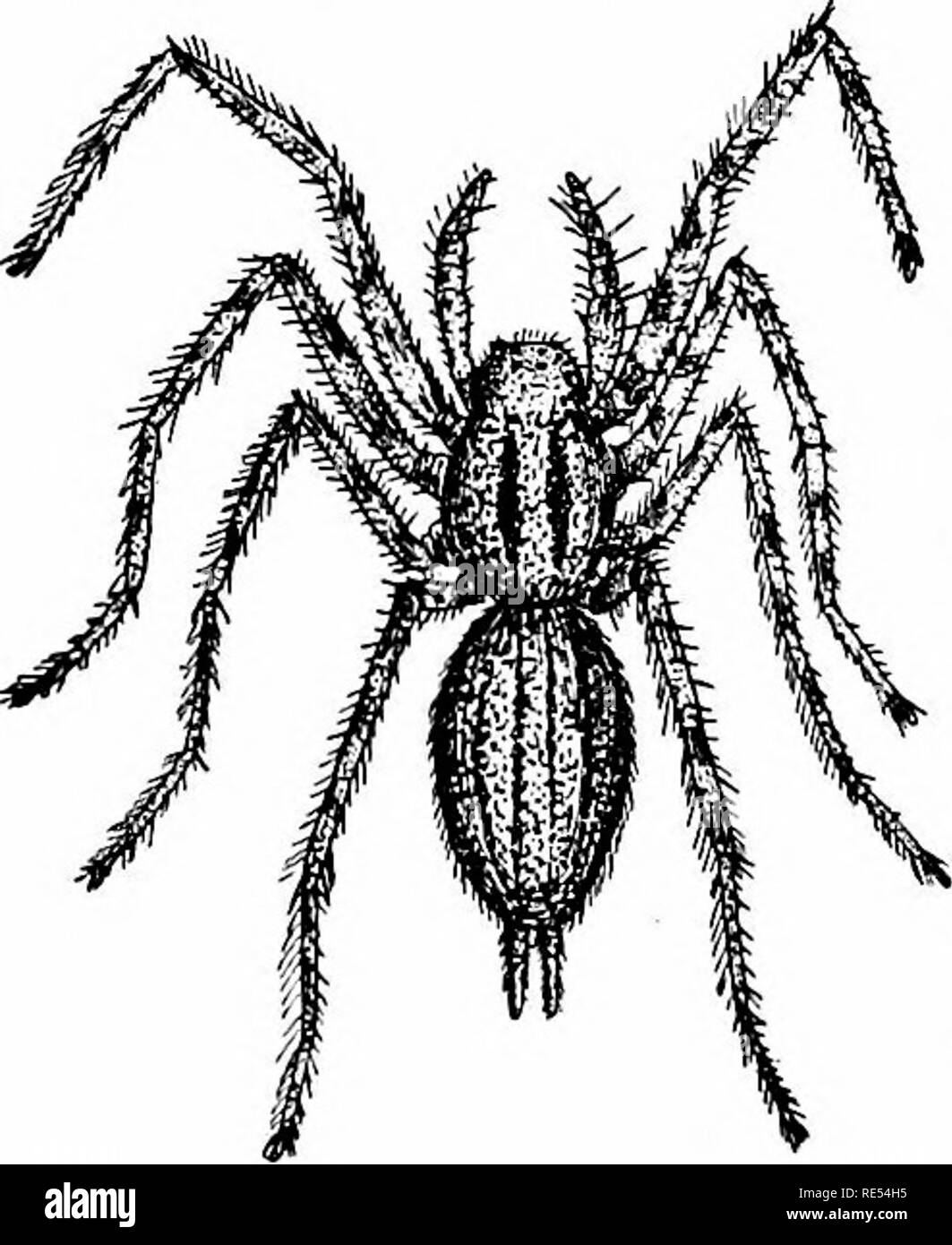 Funnel shaped spider web hi-res stock photography and images - Alamy