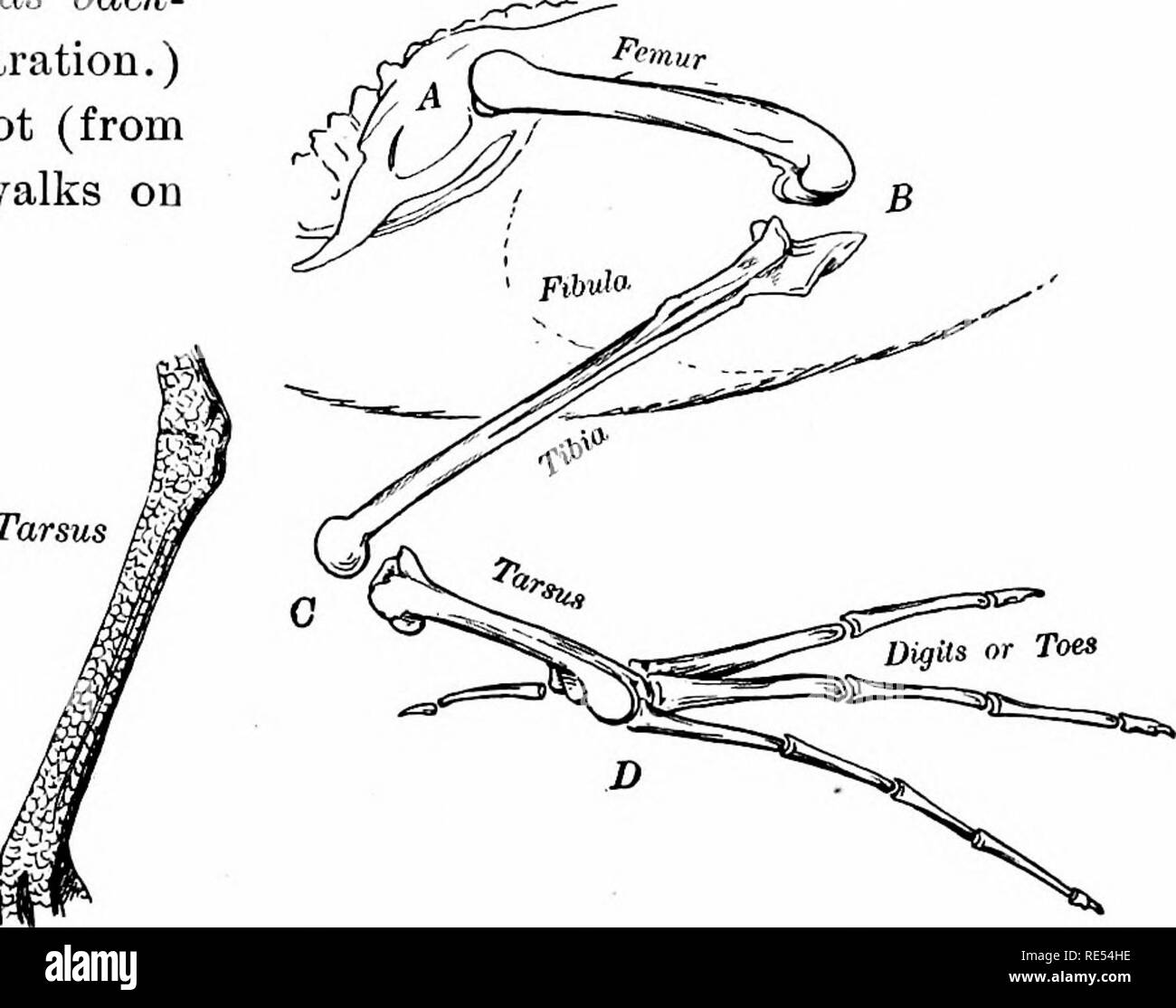 Exposed thigh hi-res stock photography and images - Alamy