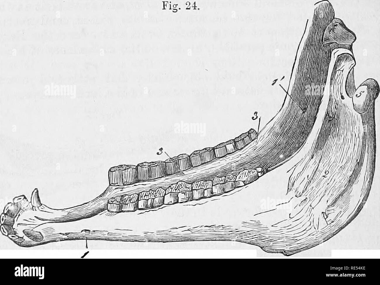 . The comparative anatomy of the domesticated animals. Veterinary ...