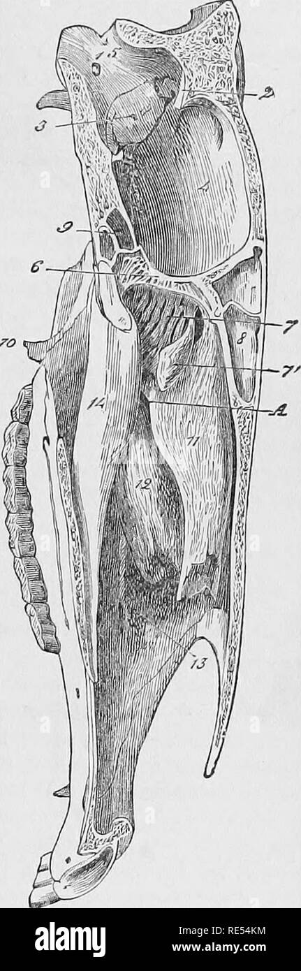 Frontal bead Black and White Stock Photos & Images - Alamy