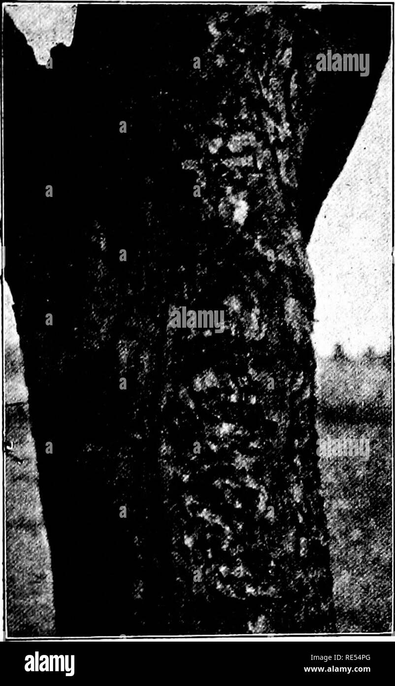 . Nature-study; a manual for teachers and students. Nature study. BIRDS ...