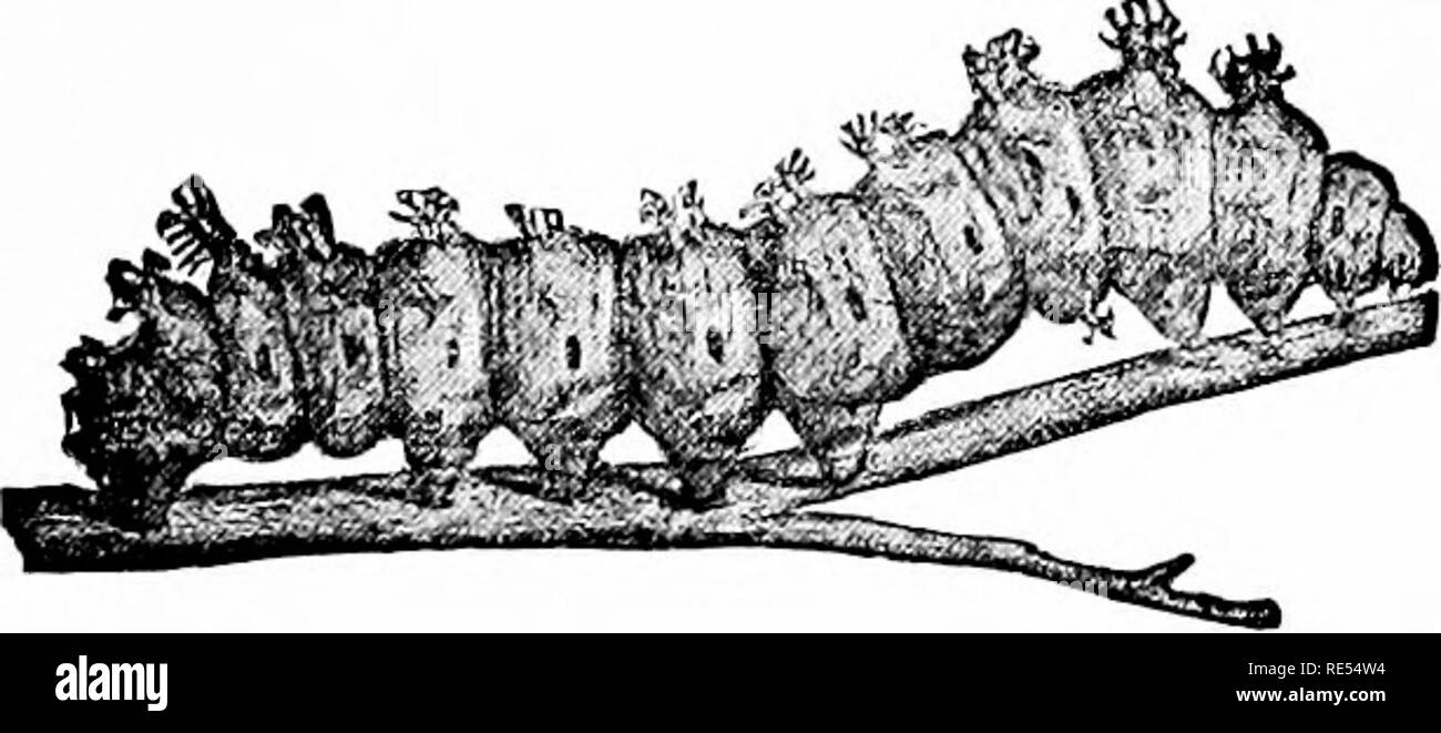 Large cocoon Black and White Stock Photos & Images - Alamy