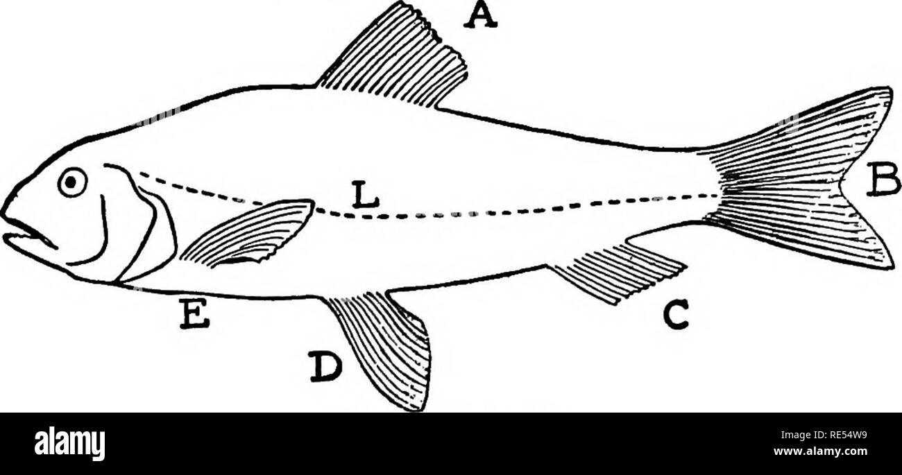 Pelvic fin position Black and White Stock Photos & Images - Alamy