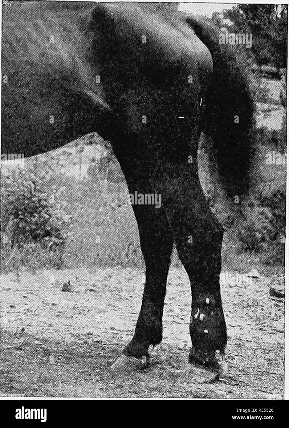 Horse nasal discharge Black and White Stock Photos & Images - Alamy