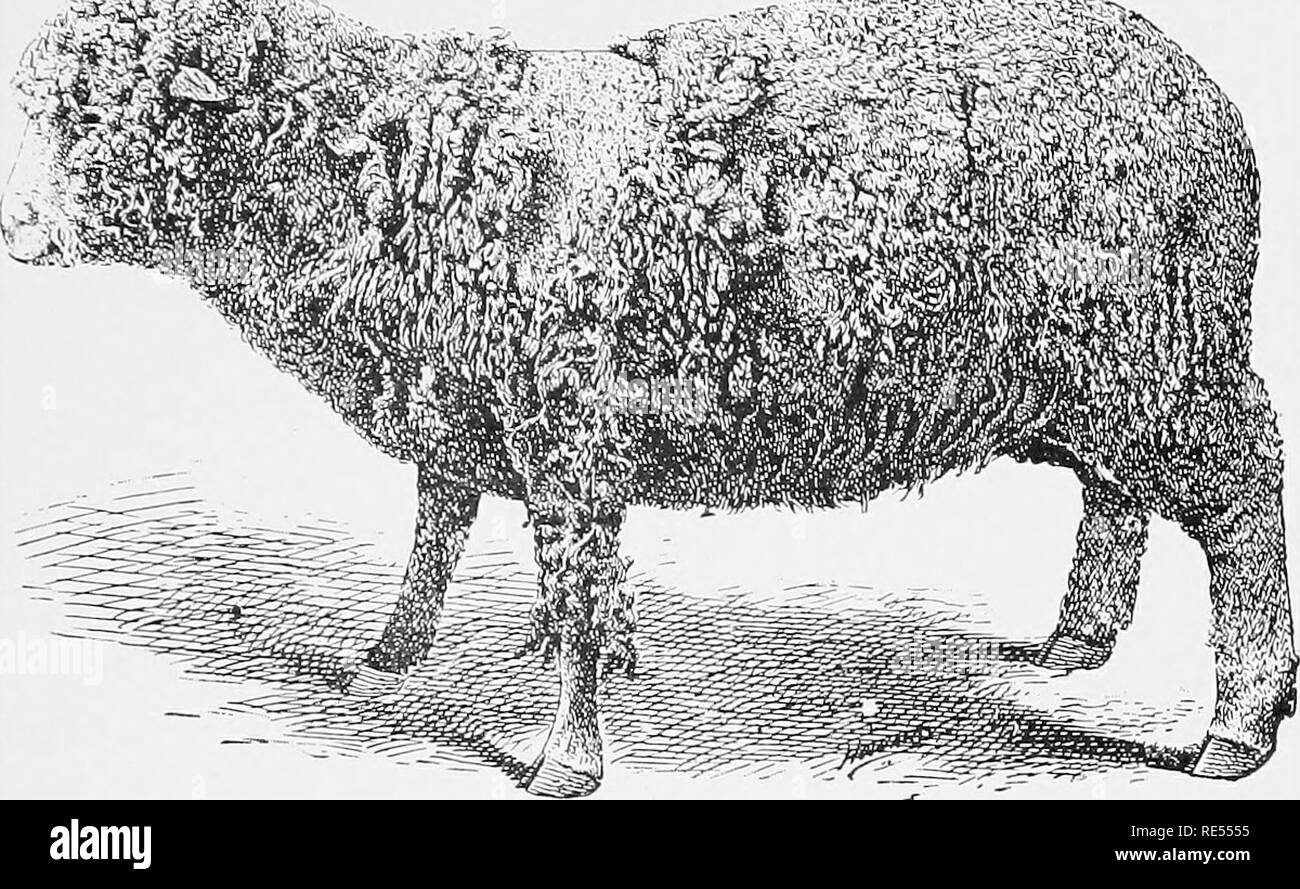 Sheep scab Black and White Stock Photos & Images - Alamy