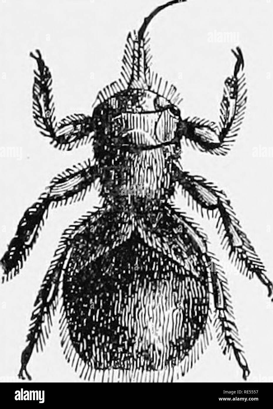 3 host tick Black and White Stock Photos & Images - Alamy