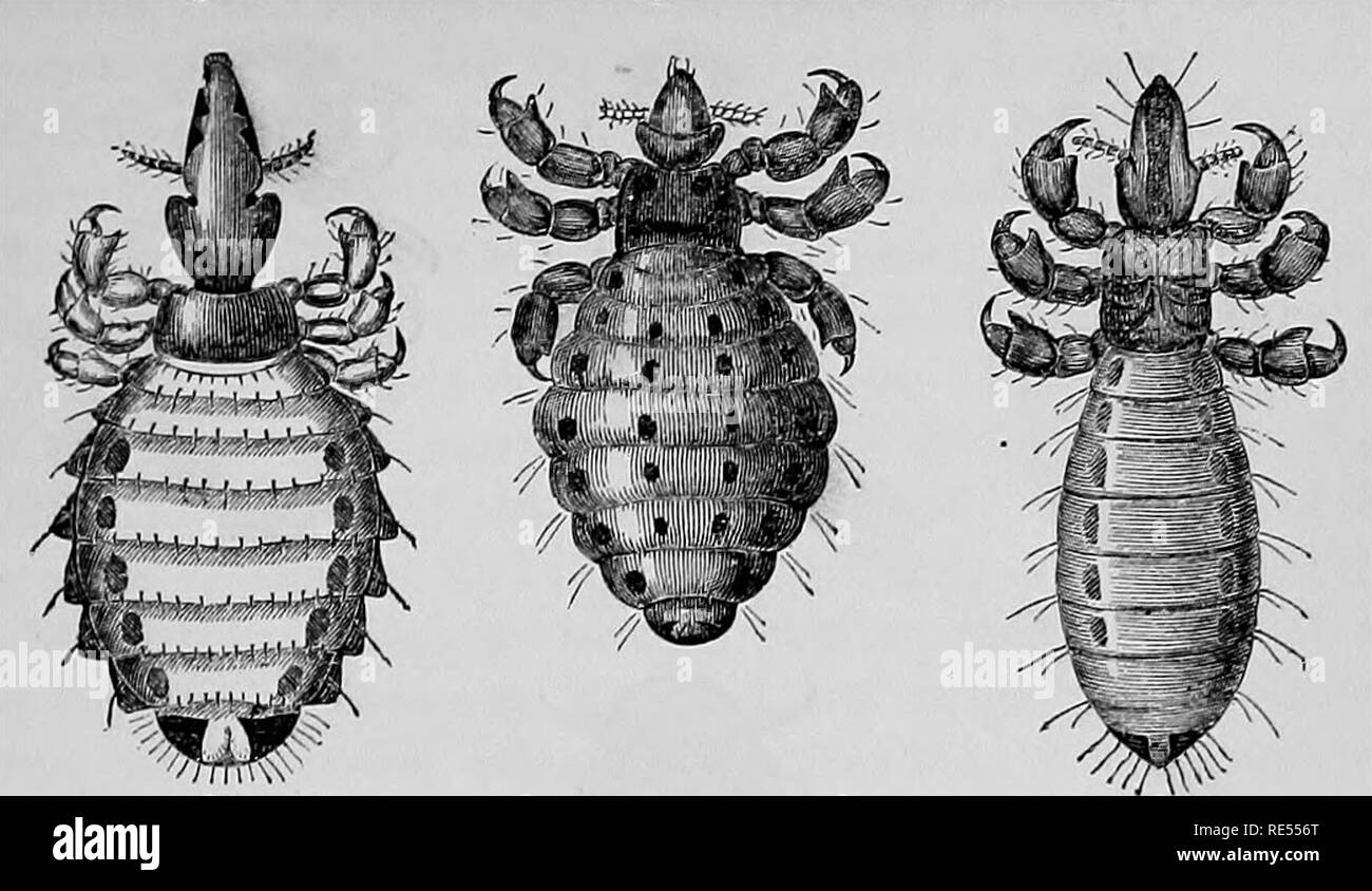 Advisor law Black and White Stock Photos & Images - Alamy